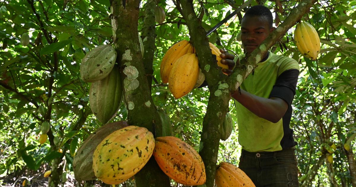 Ivory Coast cacao traders call for greater share of local market