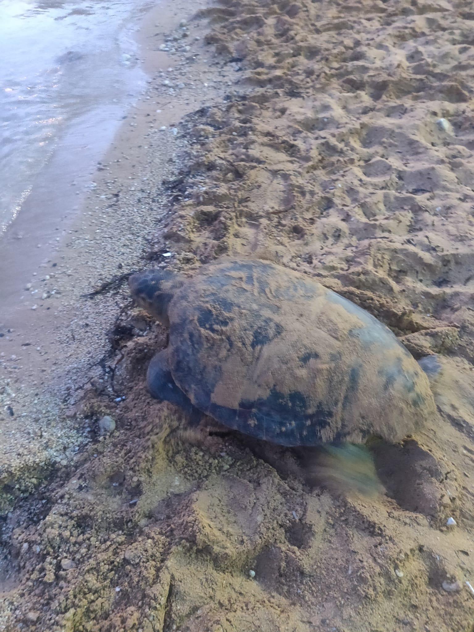 First turtle nesting site located at Ġnejna Bay
