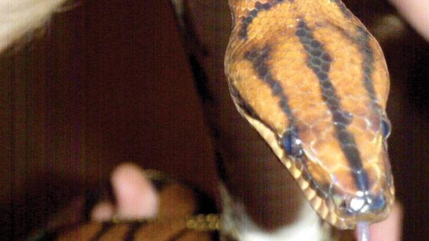 Skittles the snake found dead
