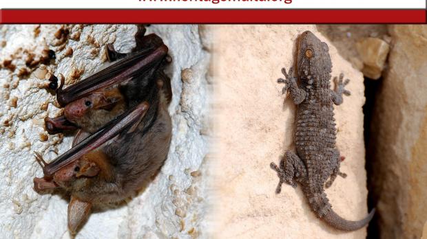 Could you be Malta's wildlife photographer of the year?