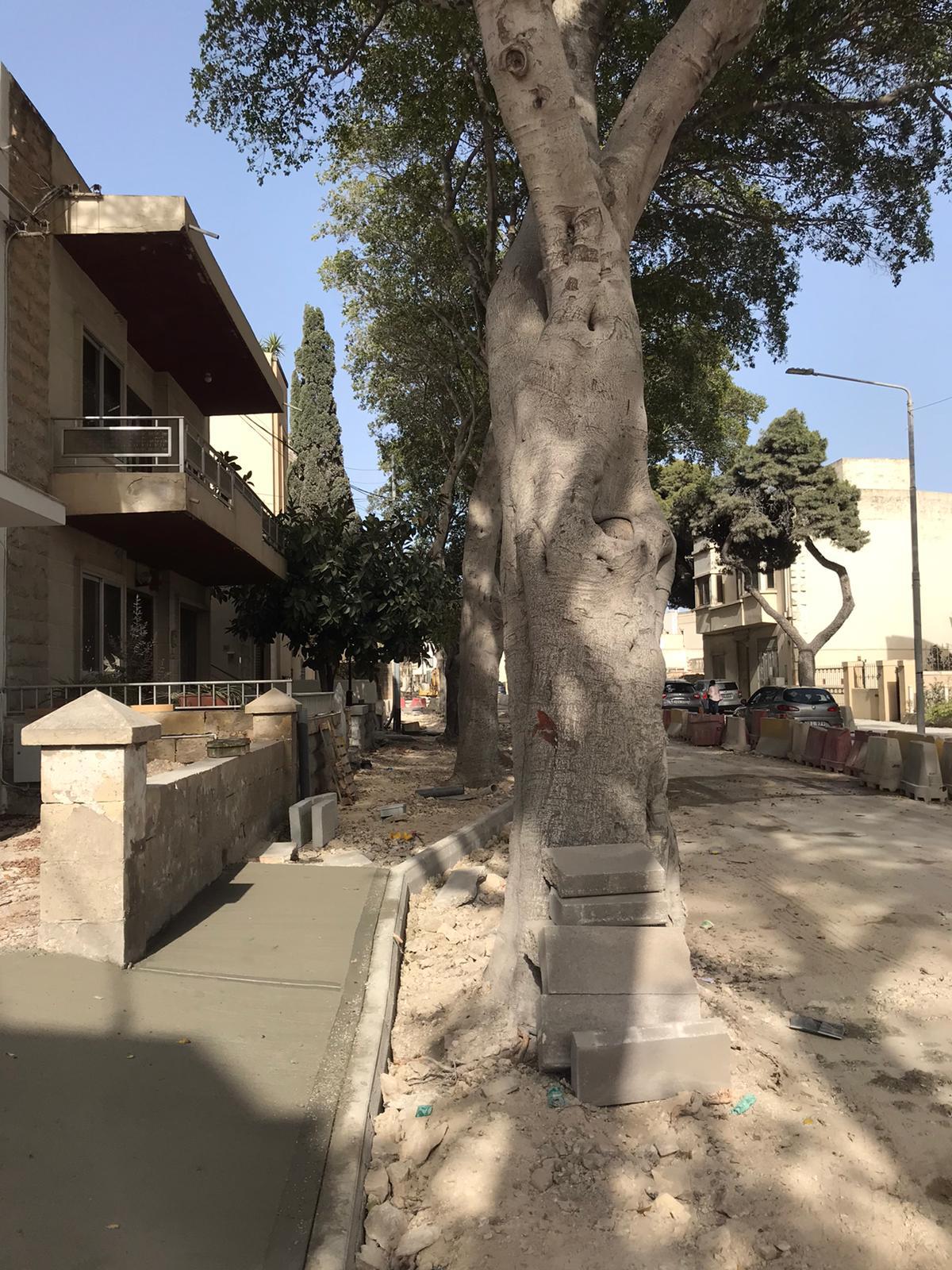 70-year-old Attard trees must go for 'driver safety', Ian Borg says
