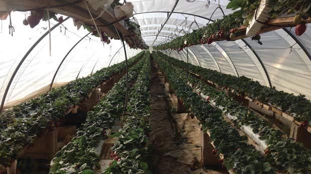 Giving Maltese agriculture the prestige it deserves