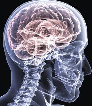 Key protein that helps the brain transmit information identified