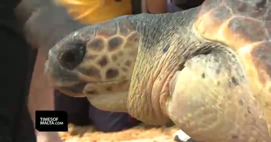 Two loggerhead turtles returned to the sea