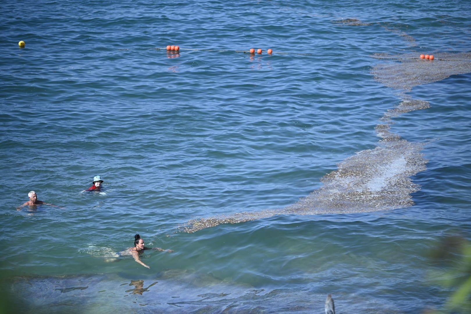 Watch: Large patches of 'algae' spotted in Sliema swim zone