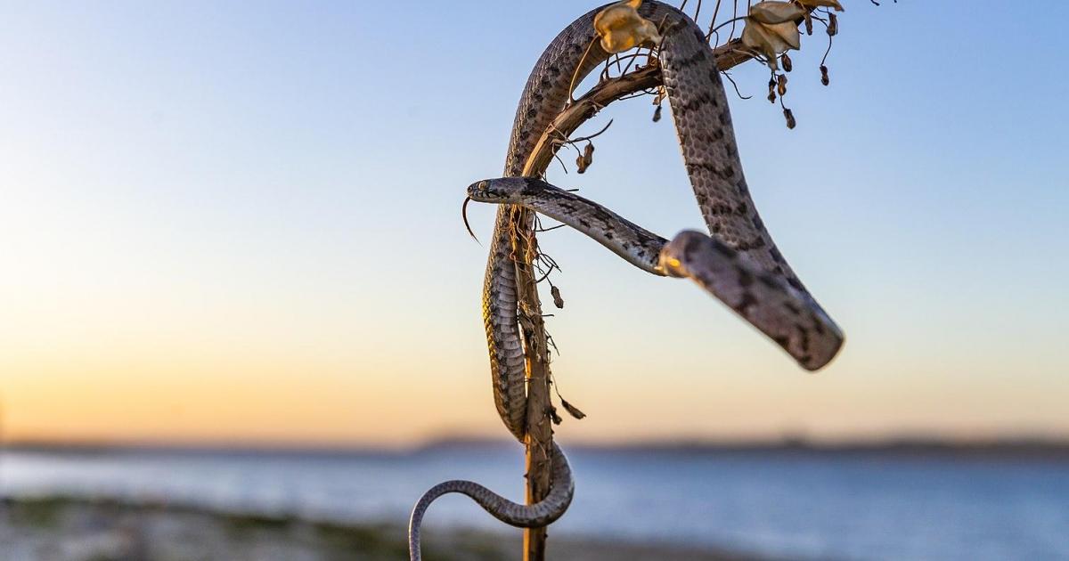 In photos: 15 stunning images of Maltese nature to compete for global prize