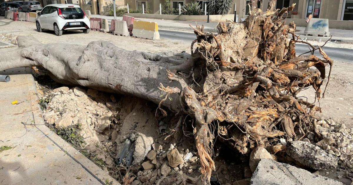 ERA approved uprooting of Attard trees after being told there was no ...