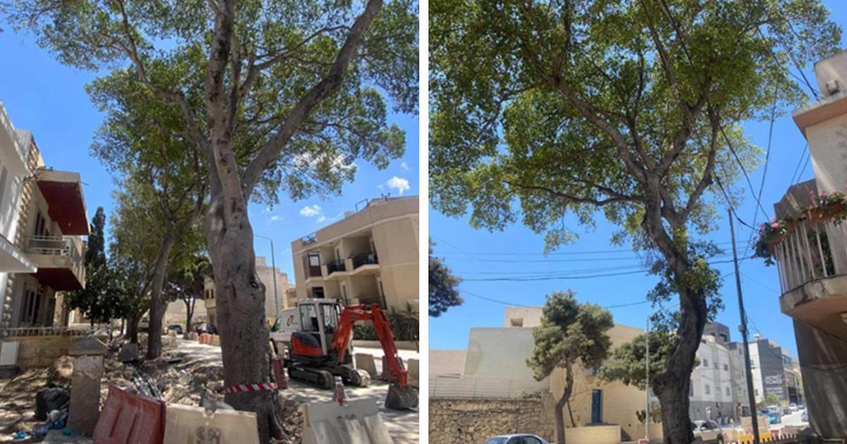 70-year-old Attard trees must go for 'driver safety', Ian Borg says