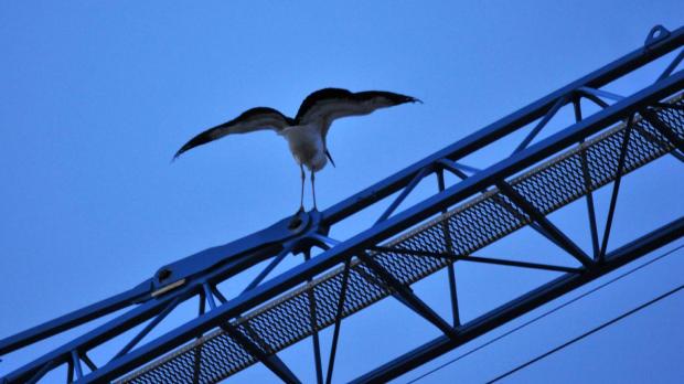 Stork rests in Victoria