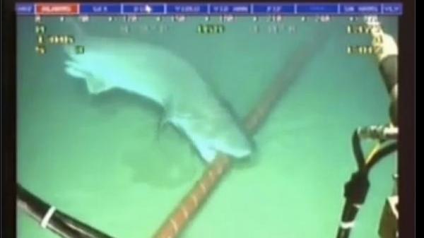 Google cables under shark attack