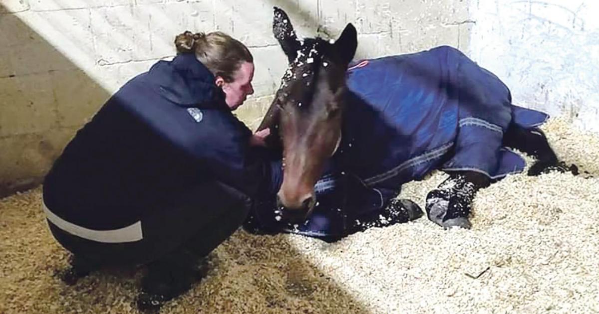 Rescued horses may lose stables as NGO struggles with increased rent