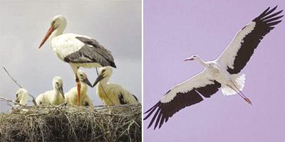Just one of eight storks survives hunters' barrage