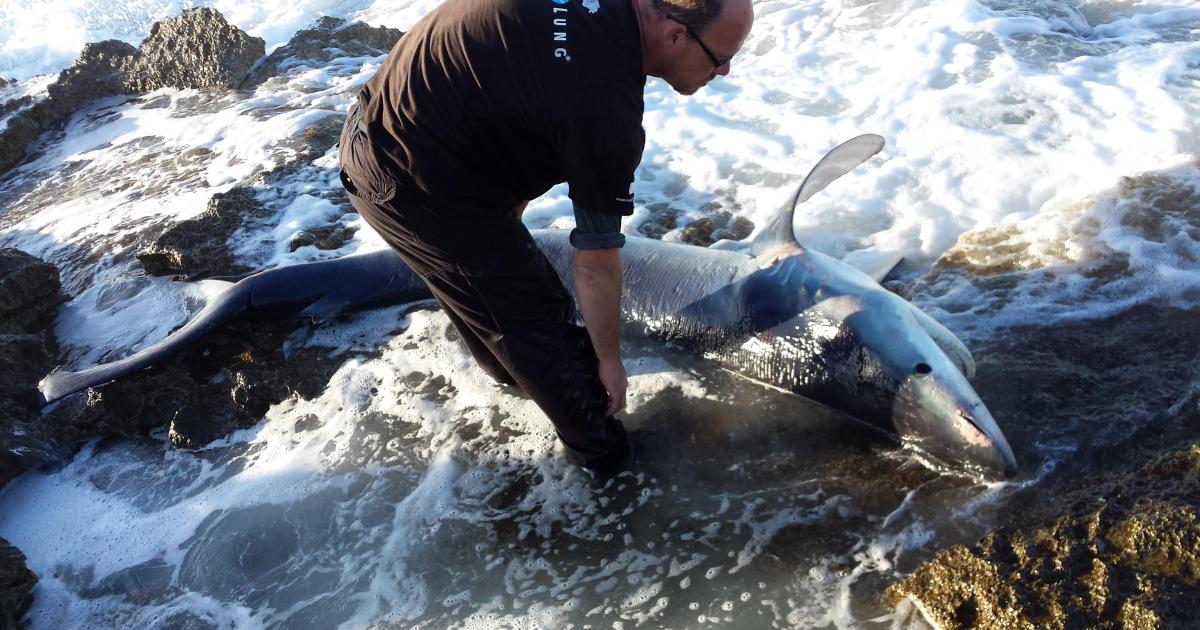 Updated - Blue shark washed ashore at Pembroke, taken back to sea