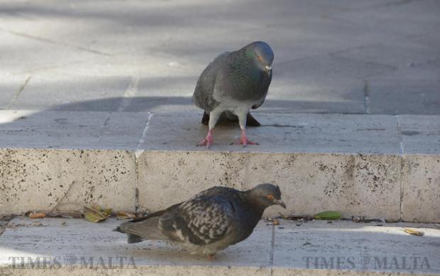 Photos of the week - Times of Malta