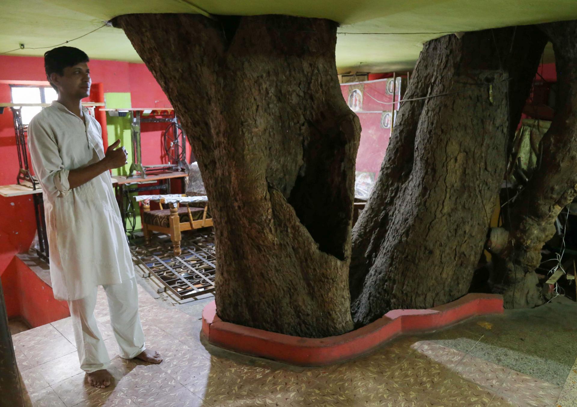 Indian family branches out with novel tree house