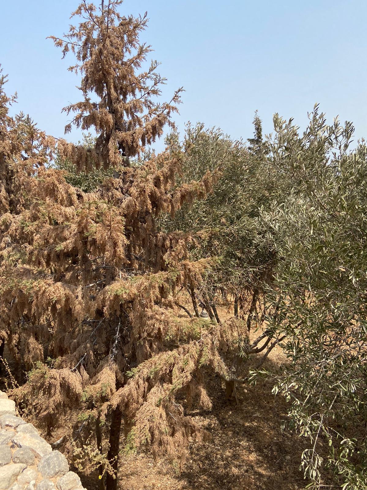 PN MP waters 'dying' trees in Selmun Family Park