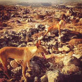 Scientists seek to trace origins of national hound