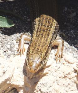 Close-ups of Maltese nature (41)