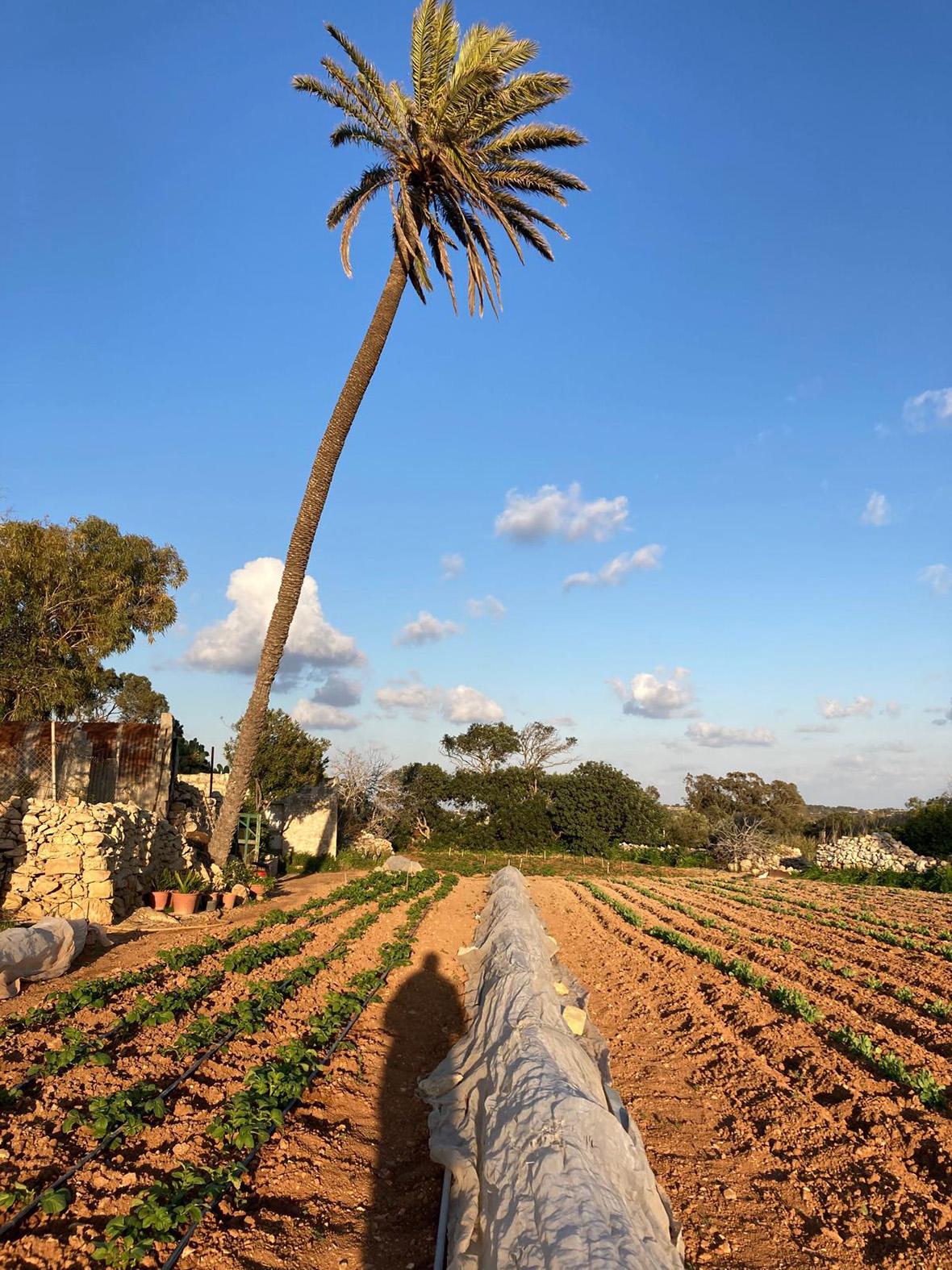 Palm tree destroyed by Storm Harry inspires tree-planting initiative