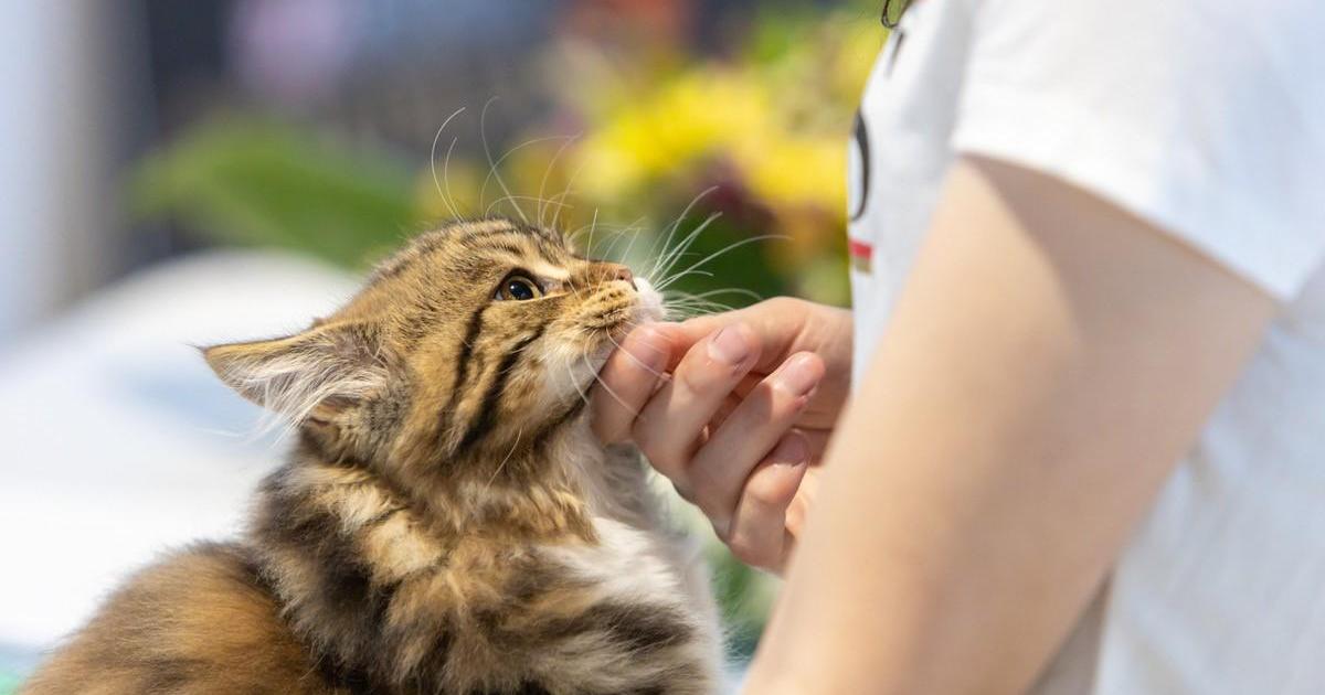 Purrfect weekend for a cat show