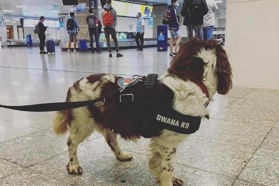 Are Dogs Allowed In Malta Airport