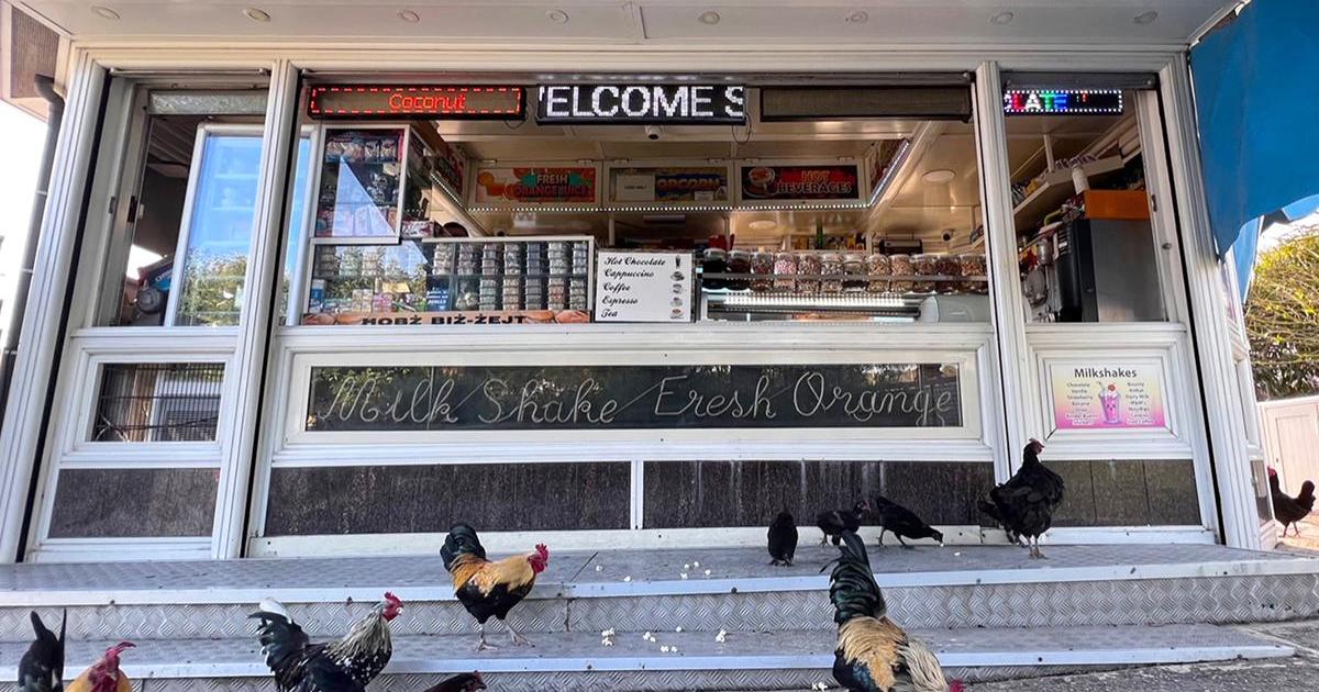 Who let the chickens out? Exact cause is unclear but...