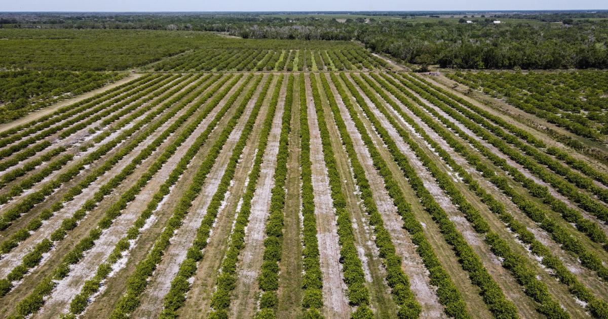 Fruit in crisis: Florida’s orange groves buffeted by hurricane, disease