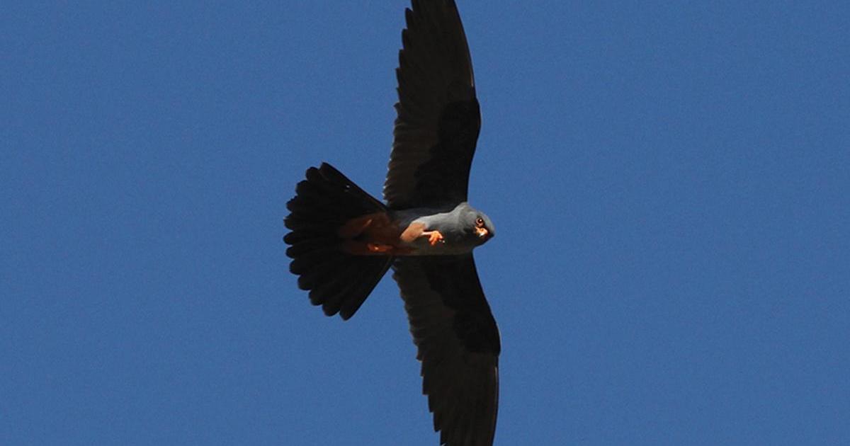 Spring raptor migration in the Maltese islands