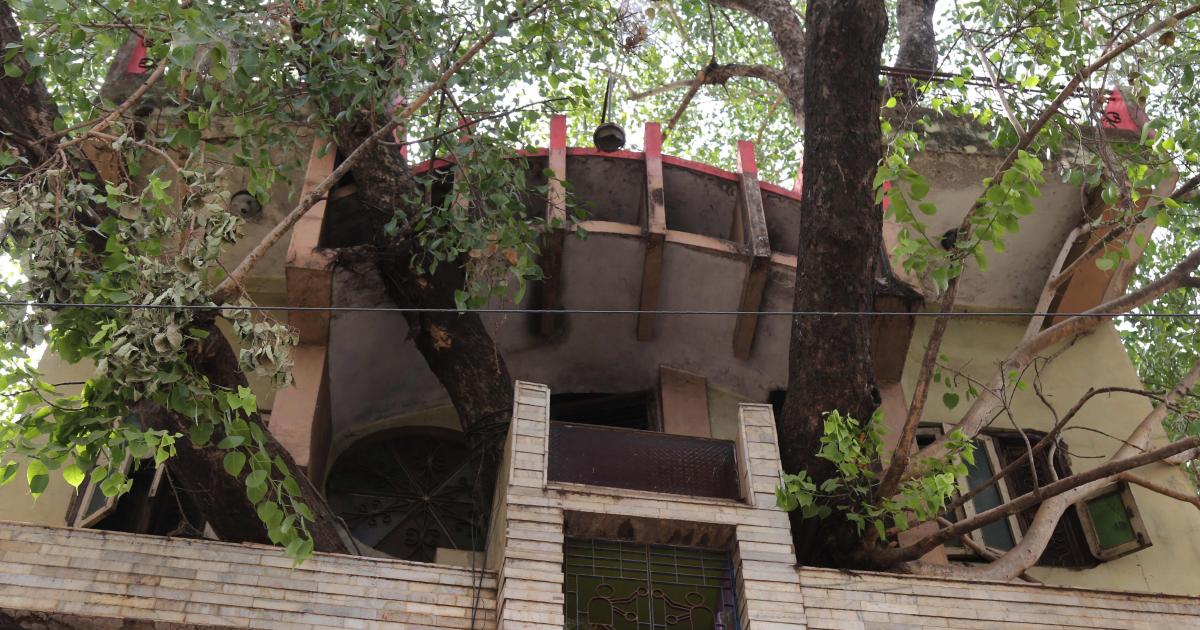 Indian family branches out with novel tree house