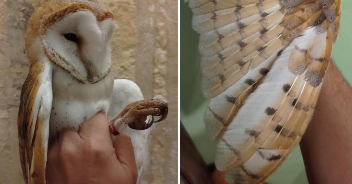 Watch: Owl found injured in Buskett, eNGO urges FKNK to be tough with ...