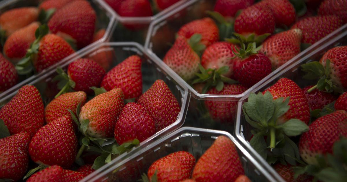 Strawberry boycott leaves Spain's farmers in a jam