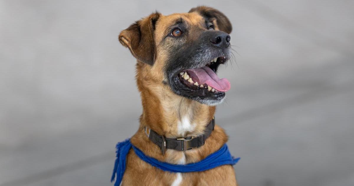 Former MSPCA rescue dogs congregate in Naxxar palazzo for animal ...