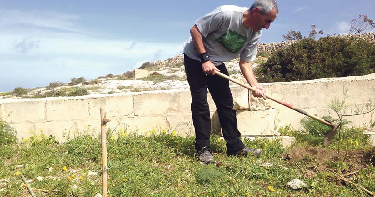 Transplanting trees usually leads to their death - eco-activist