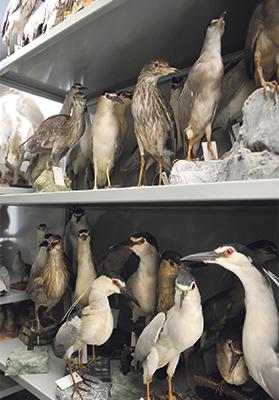 Stuffed full of stuffed birds