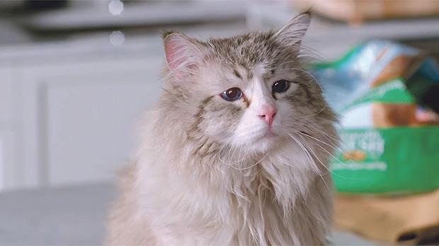 A behind-the-scenes look at Nine Lives