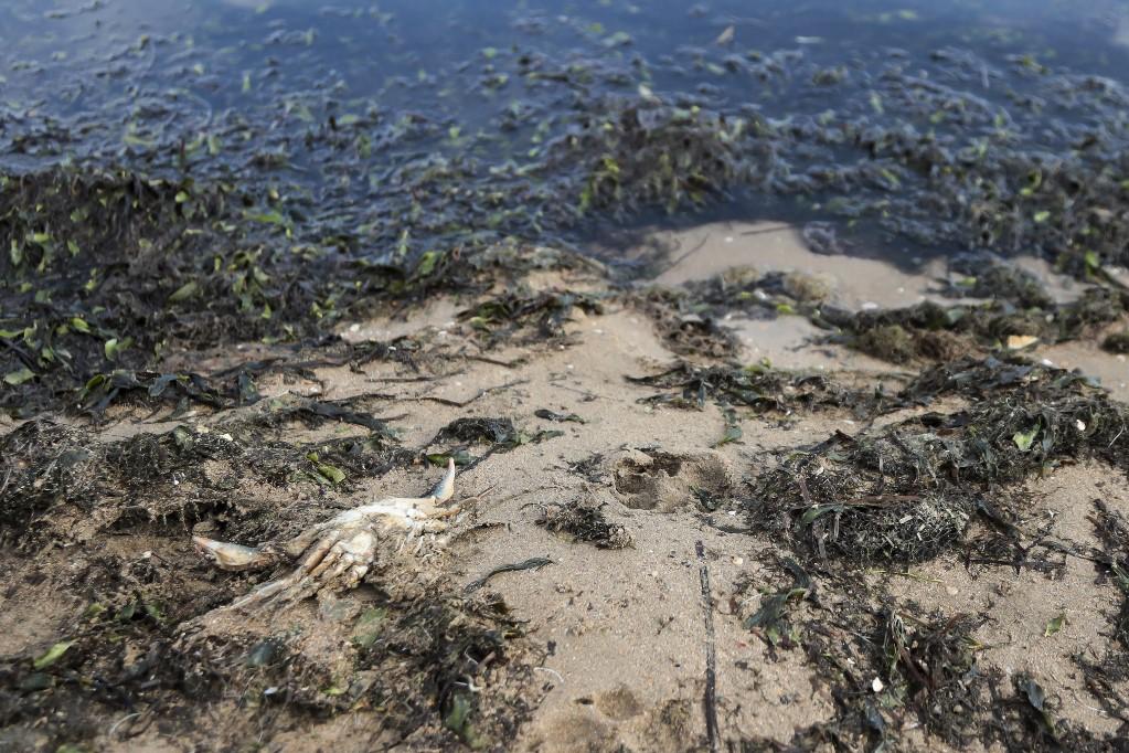 Spain’s Mar Menor lagoon ‘paradise’ spits out tons of dead fish