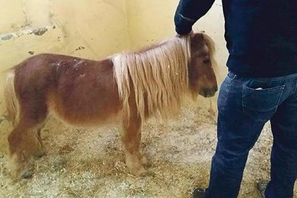 Man Fined 25 000 For Animal Cruelty Malta Gozo Out About man-fined-25-000-for-animal-cruelty-malta-gozo-out-about