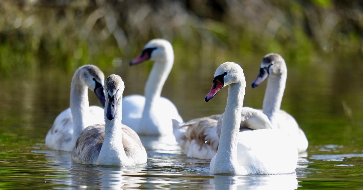 Nine swans leave Marsalforn Valley - and then promptly return