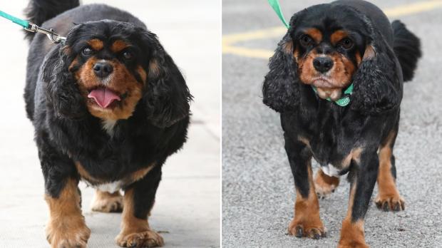 Spaniel Oscar goes from fat to fit to become slimming champion