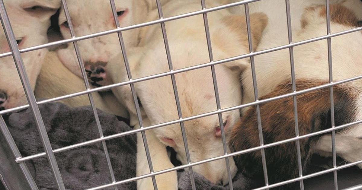 Animal Welfare silent on what happened to 10 stray dogs found in Żebbuġ