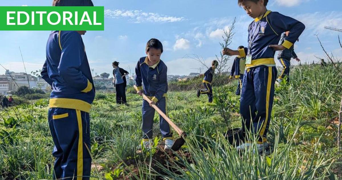 Editorial: Planting trees is just the first step