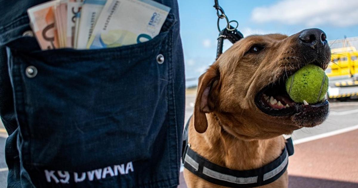 Sniffer dog detects €38,000 in undeclared cash