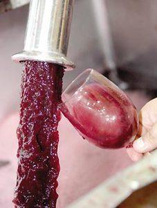 An initial tasting of Delicata DOK wines