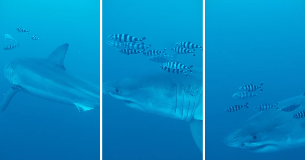 Great white shark spotted in the Mediterranean in rare encounter