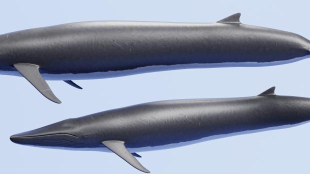 Iceland company to resume commercial hunting of fin whales