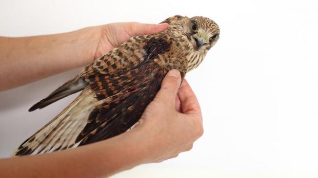 It's our job to rescue shot birds, Birdlife members tell court