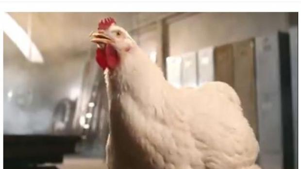 Rapping chicken ruffles feathers