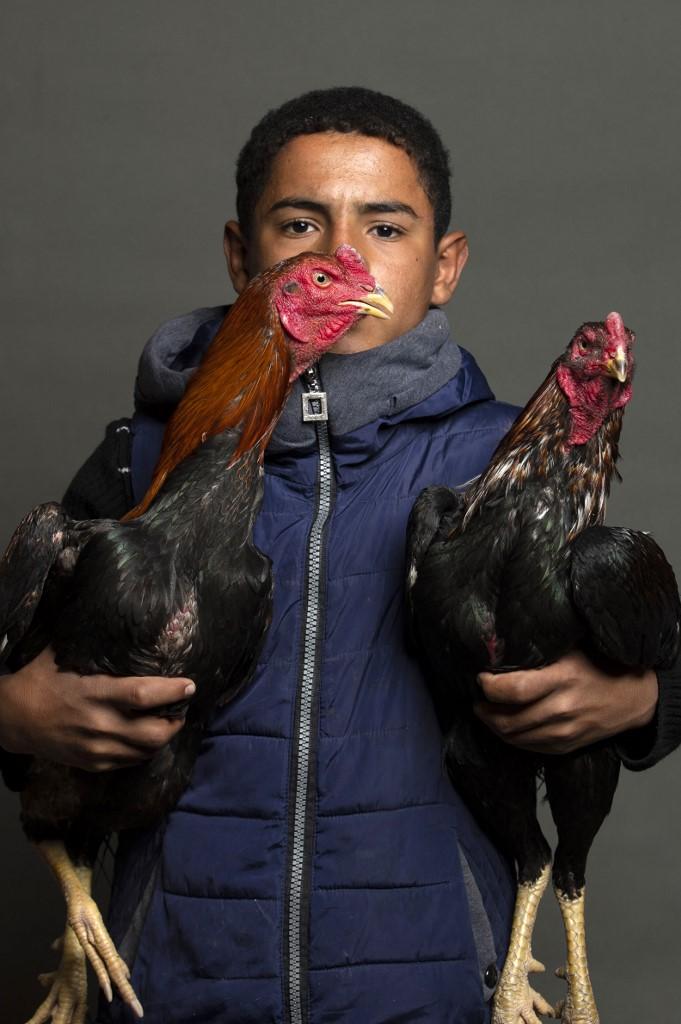 In southern Iraq, cockfighting remains a popular blood sport