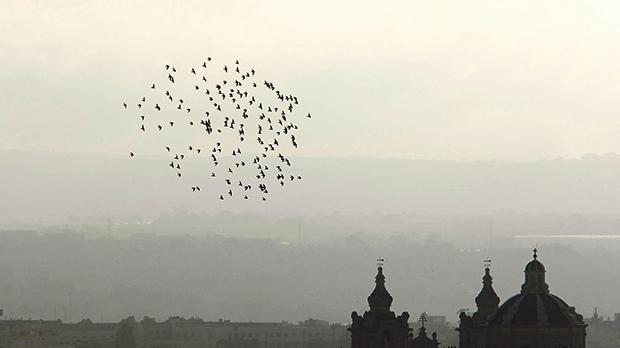 The culling of pigeons