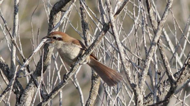 Rare bird seen in Malta for the first time